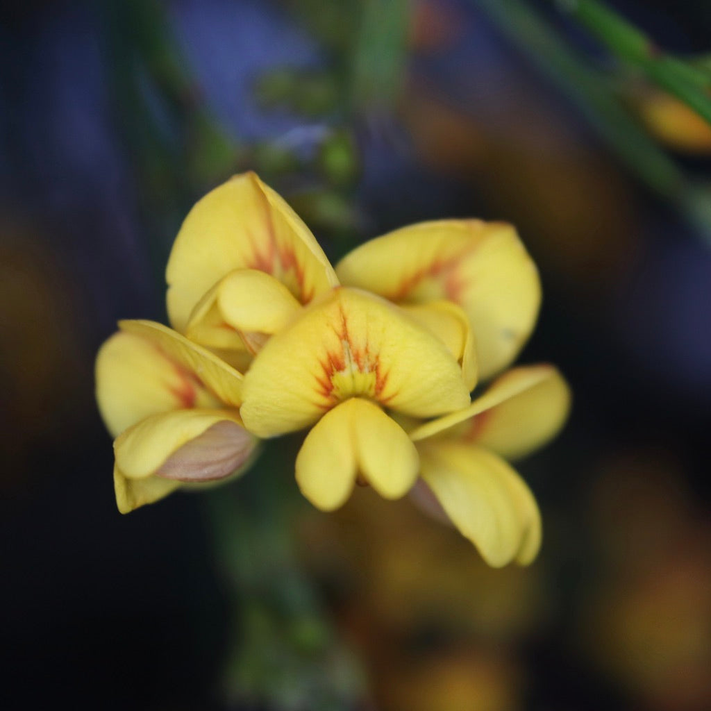 Viminaria juncea Golden Spray – Nick's Natives