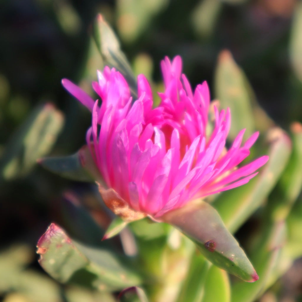 Carpobrotus rossii Karkalla Bellarine Provenance – Nick's Natives